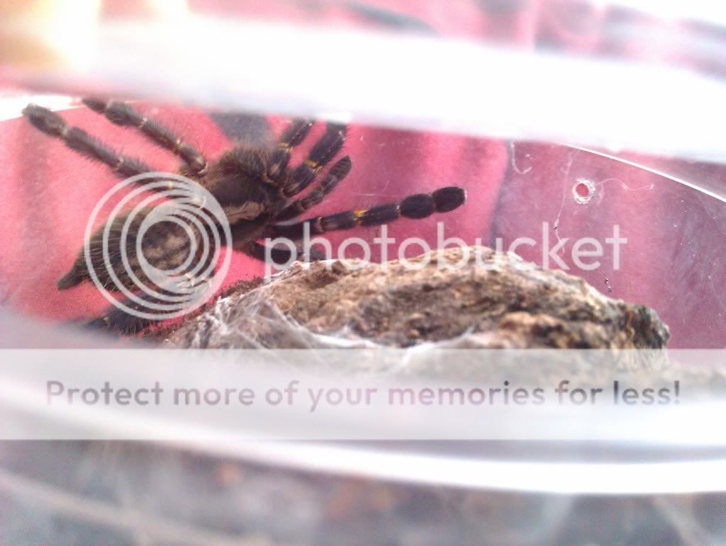 Setting up exo terrarium, which spider to rehouse :/ (piks) | Reptile ...