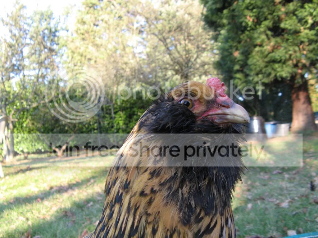 Introducing Henrietta, the drama chicken. : r/BackYardChickens