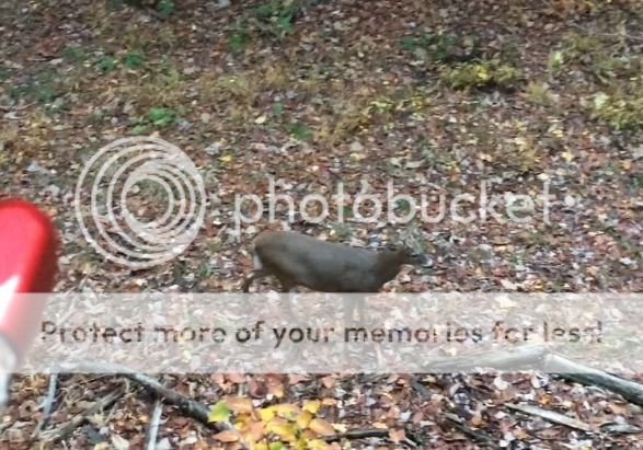 ConQuest Evercalm vs Team Fitzgerald Deer Dander | The HuntingPA.com ...