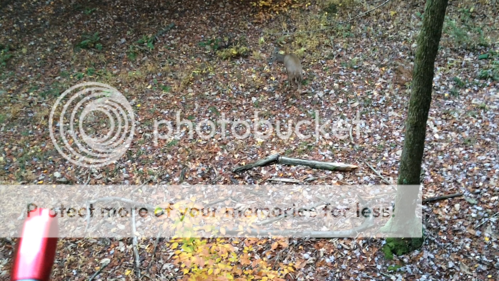 ConQuest Evercalm vs Team Fitzgerald Deer Dander | The HuntingPA.com ...